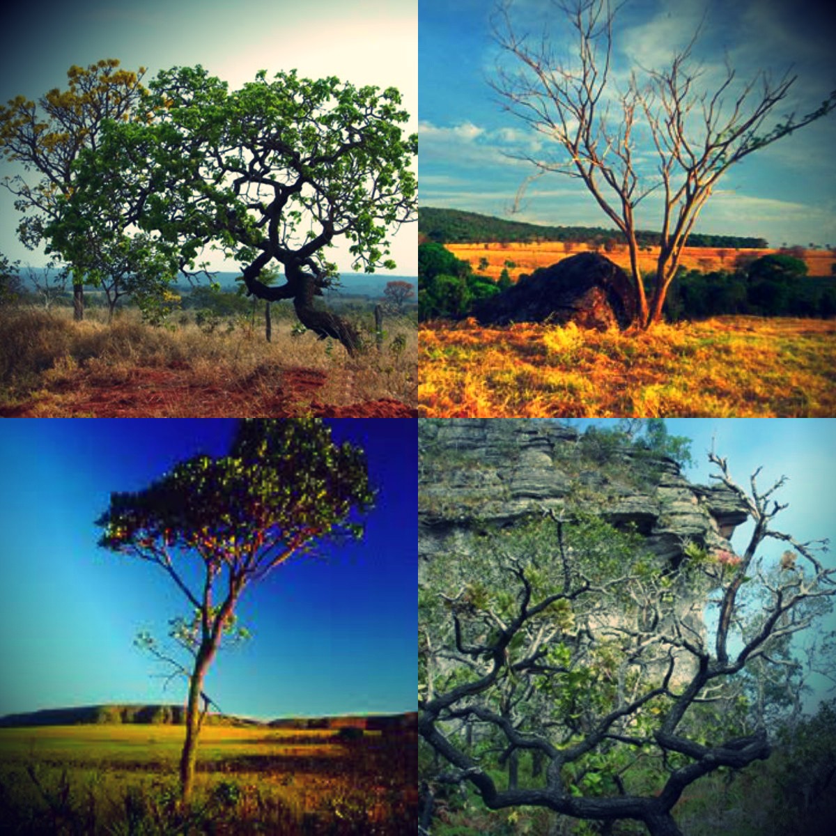 Cerrado Brasileiro: Características do cerrado brasileiro