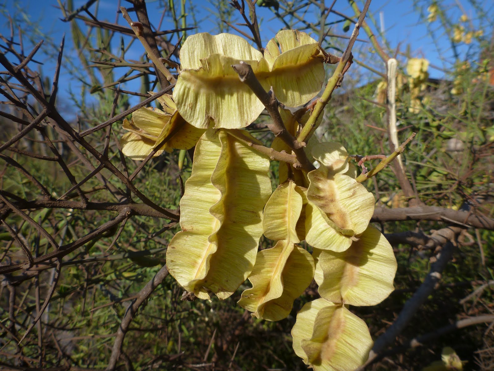 TravelMarx: Selected Plants of the Galápagos Islands