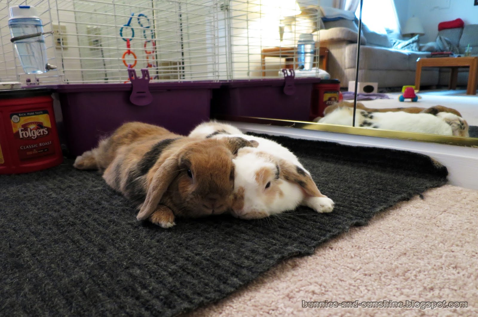 Bunnies and Sunshine: Bunny snuggle hug!