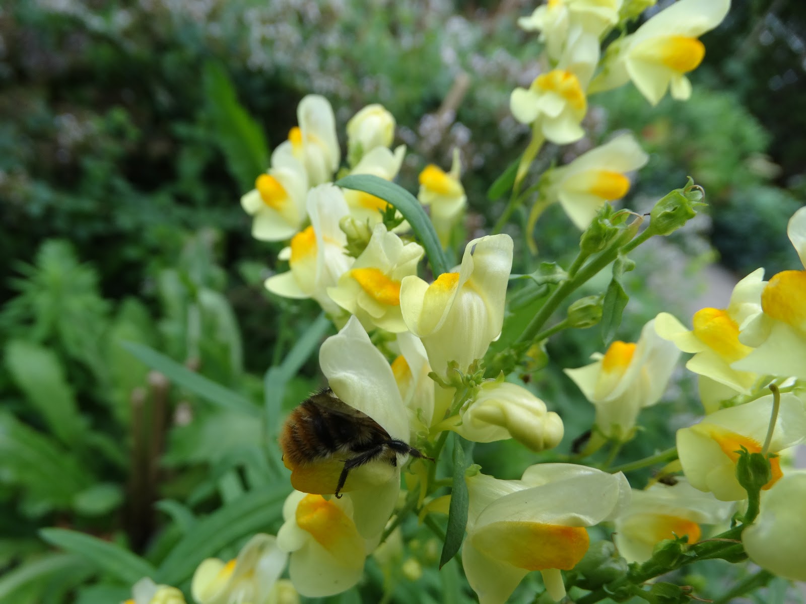 oog voor de natuur: Akkerhommel (Bombus pascuorum) bezoekt ...