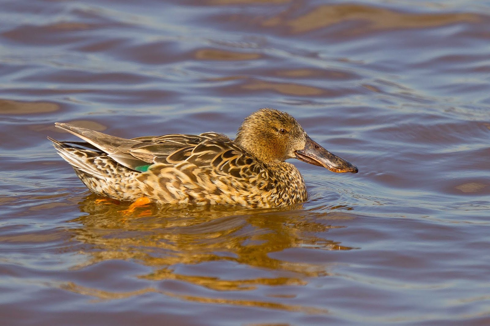 Pato cuchara (Anas clypeata) | ELANIO AZUL