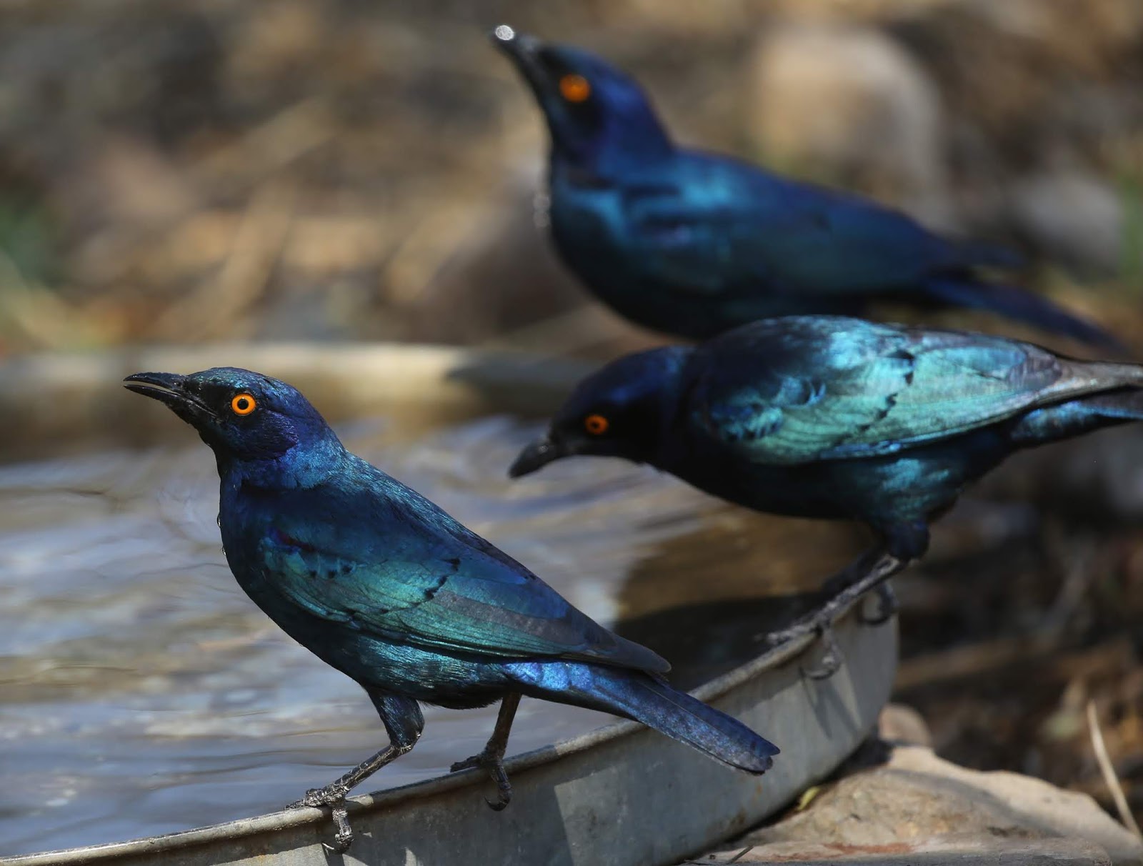 Worldbirder: Clare & Rowan's Africa trip!