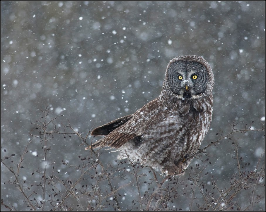 Explorations of an Ecologist: Great Gray Owl photoshoot
