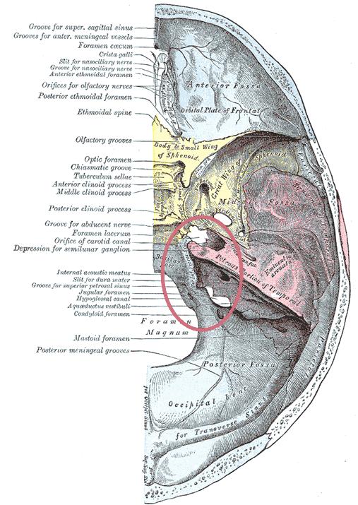 Skull and Spine: The Petro-occipital Suture