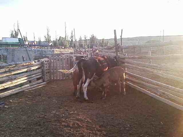 A Farm Girls Musings: Bummer Lambs