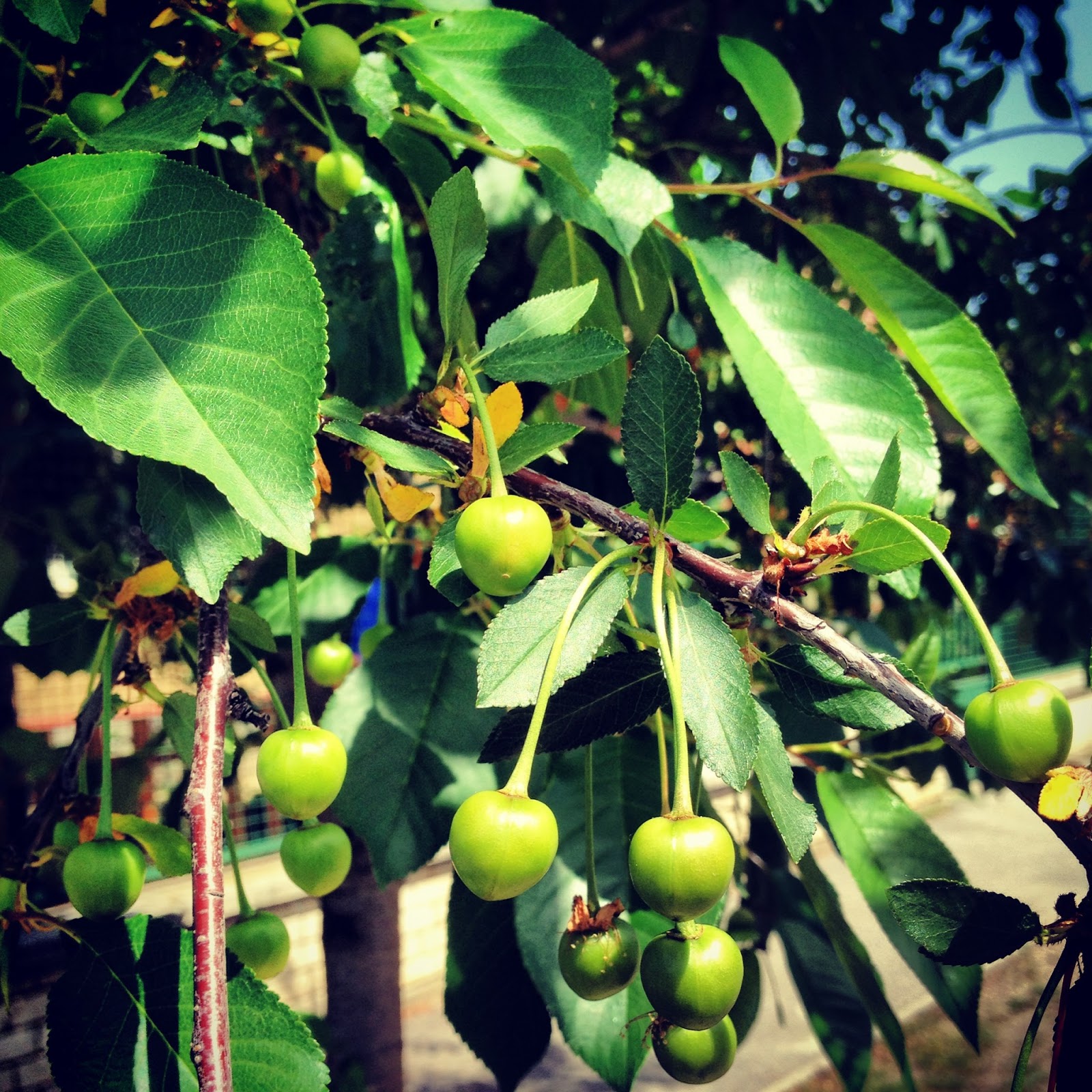 PAPRIKAGOURMET: LOS BENEFICIOS DE LA GUINDA