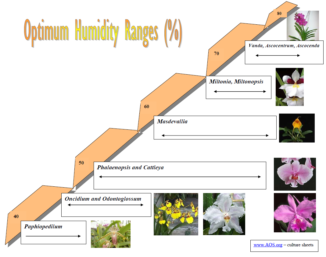Getting Your Orchids to Bloom Again and Again in New Mexico