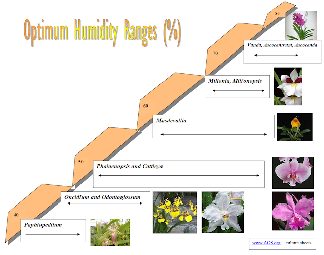 Getting Your Orchids to Bloom Again and Again in New Mexico