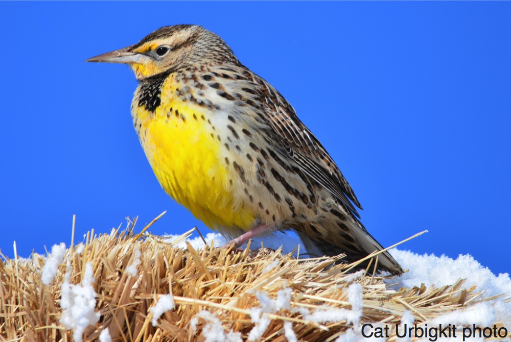 Stephen Bodio's Querencia: The Meadow Lark
