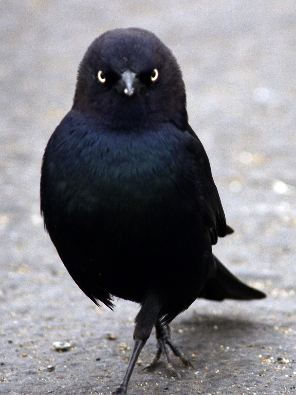 The Nature of Framingham: Those Cute Western Blackbirds