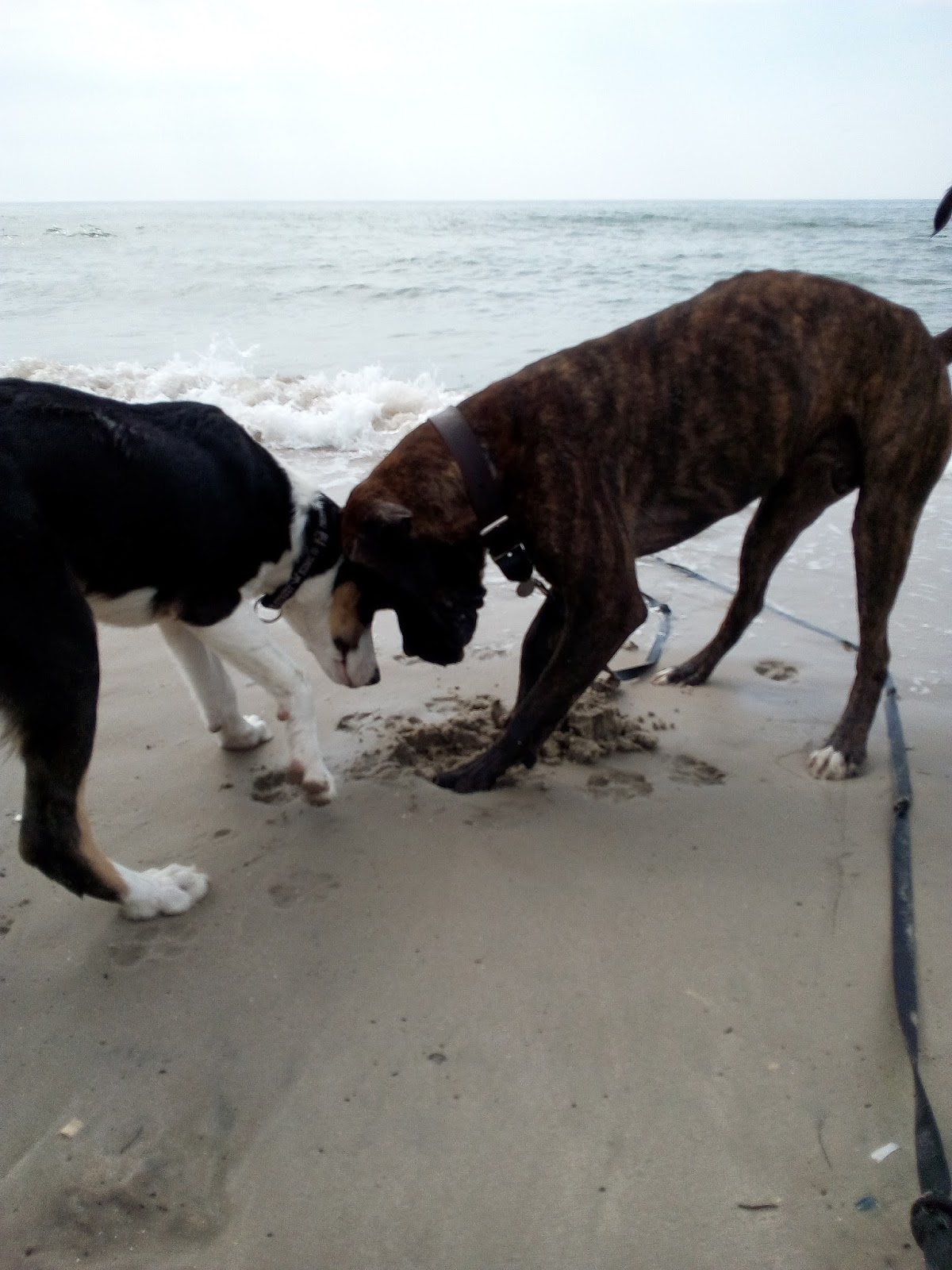 Jul's Wanderlust: Insel Rømø/Dänemark