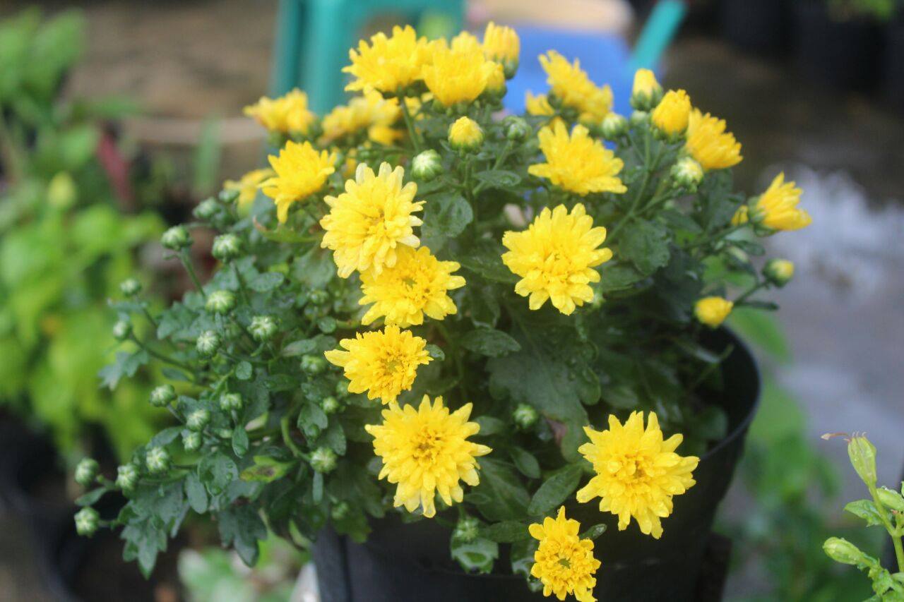 Fantastis 11+ Gambar Kuncup Bunga Aster - Gambar Bunga Indah