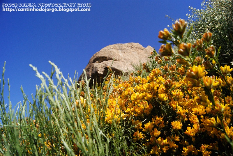 O CANTINHO DO JORGE: Flor da carqueja