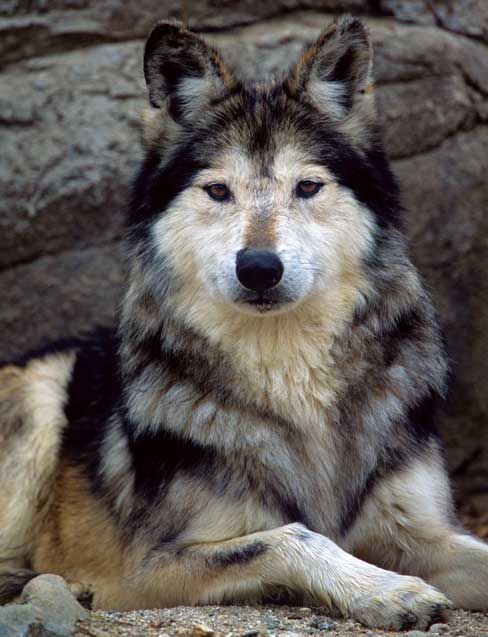 Cute Overload: 5 Amazing wolf Hybrids you have ever seen