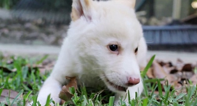 White Wolf : Wildlife center takes care of orphaned dingo puppies also ...