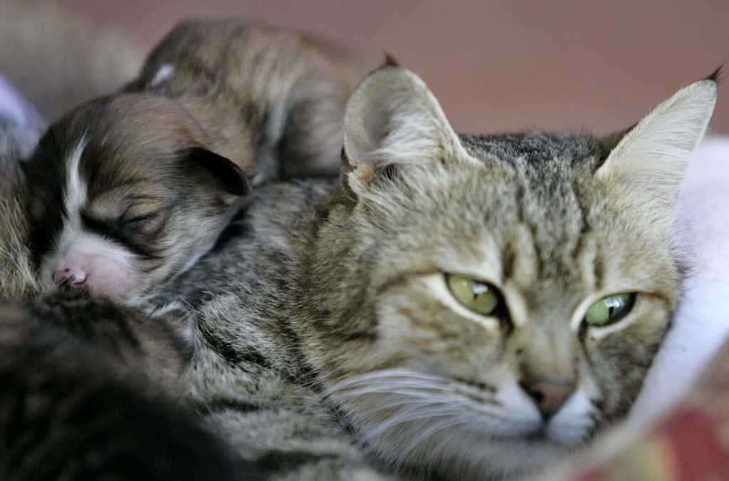 FOX PICTURE: The strangest animal couples