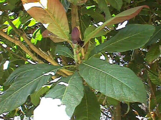 সেউজী ধৰণী -Seuji Dharani: এশ এবিধ শাক (চতুর্থ ভাগ):: 101 herbs of ...