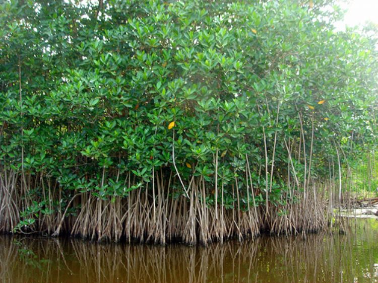 VILLEGAS.AGUAySOCIEDAD: Mangle blanco