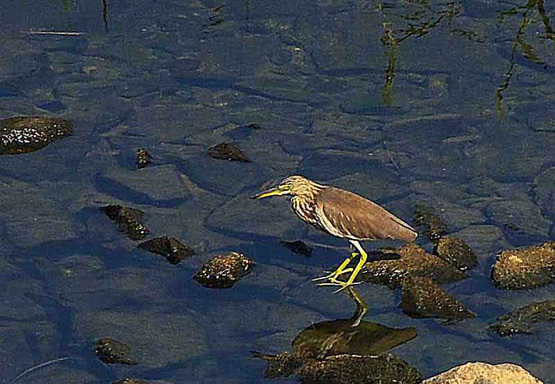 Ryukyu Life: Bird Photos: The Cinnamon Bittern