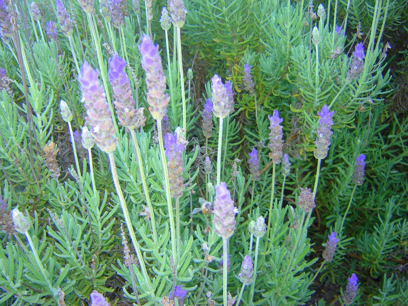 v e r d e c h a c o: Lavanda