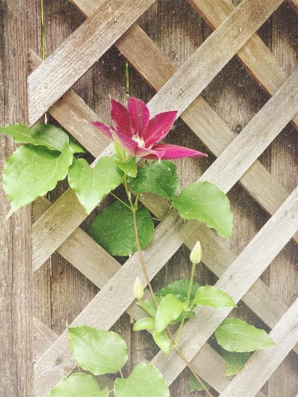 Sixpence Blue Moon: First Clematis Bloom This Year