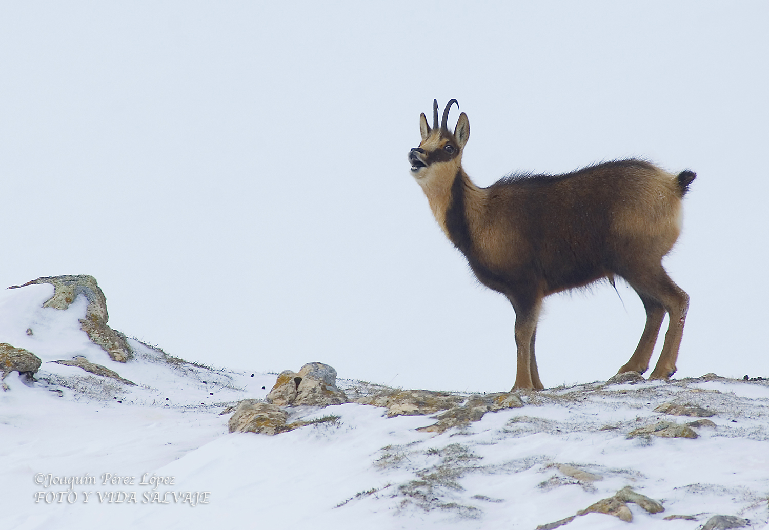 FOTO Y VIDA SALVAJE: El rebeco cantábrico (Rupicapra pyrenaica parva)