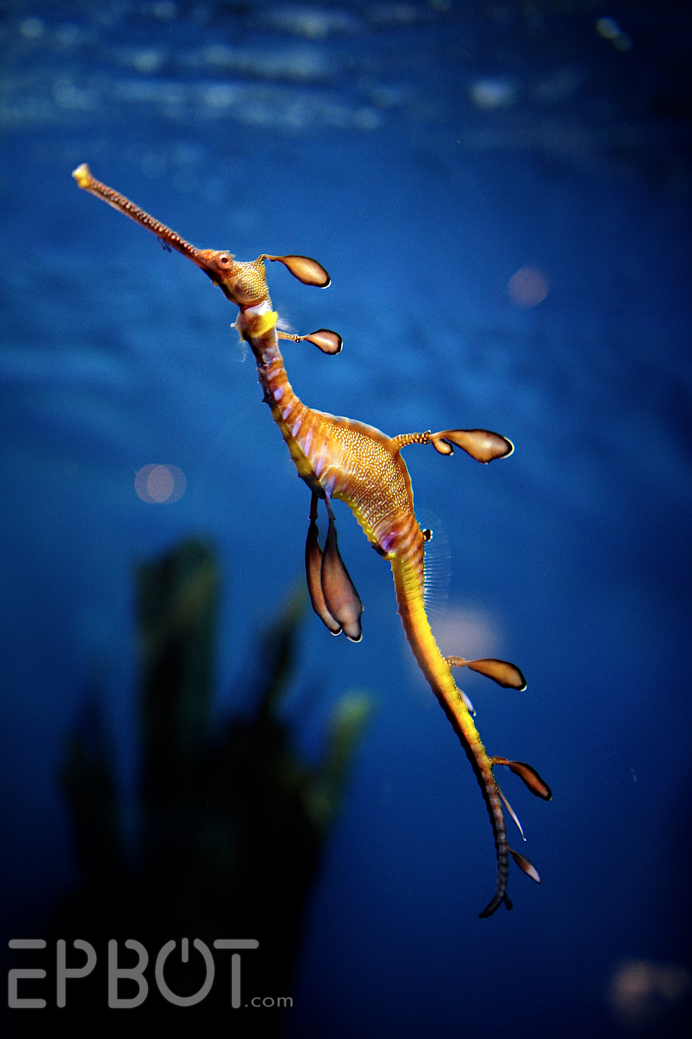 EPBOT: Jumpin' Jellyfish! (AKA Dragon Con Decompressing)