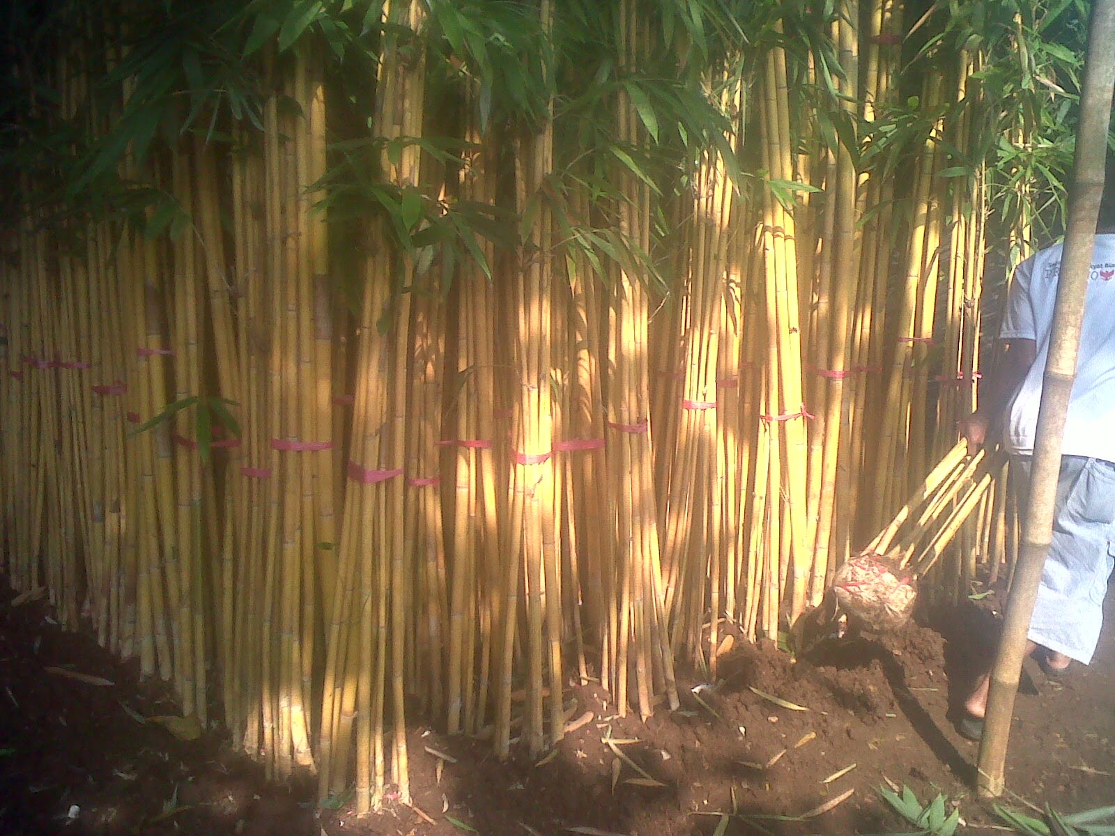 pohon bambu kuning,085715571885-081291165599 | tukang petani pohon hias