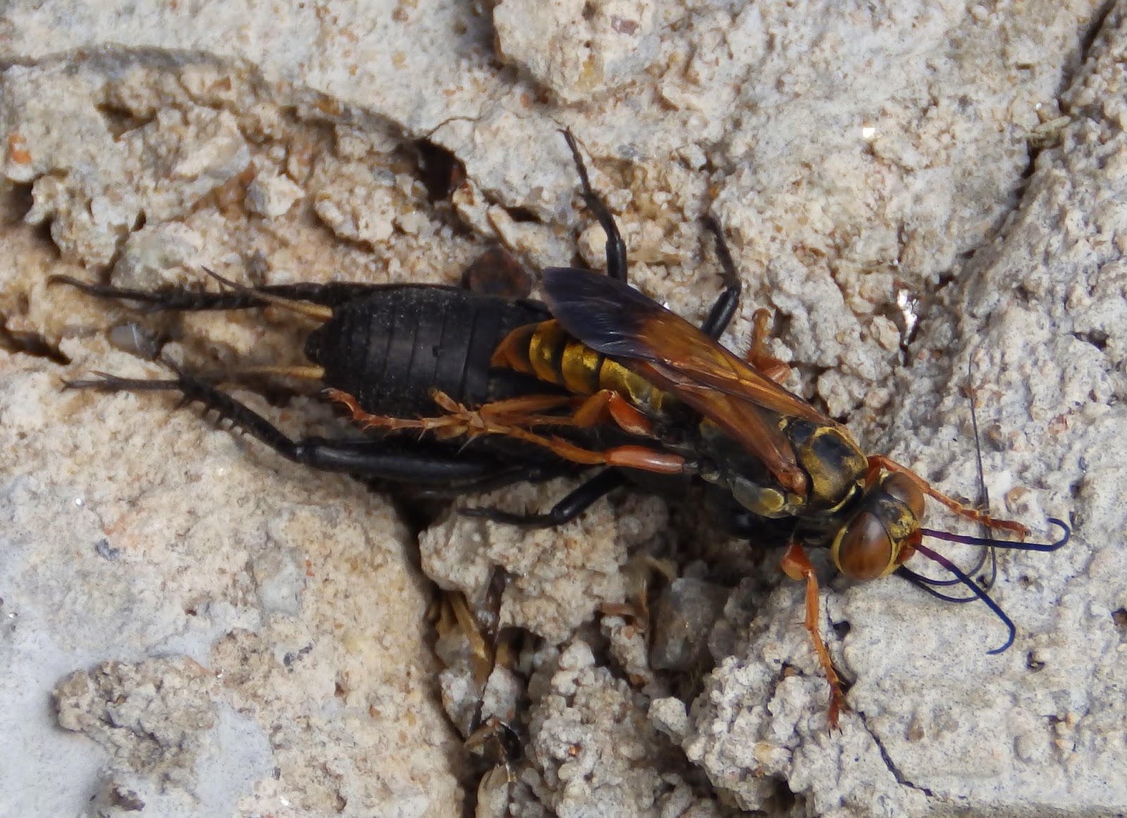 Mission Kid in Africa: Bugs in Africa