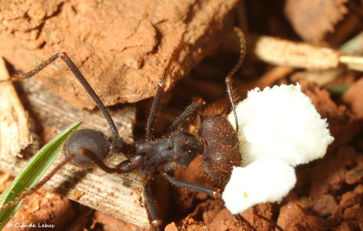 fourmis de Cuba- Hormigas de Cuba- Ants of Cuba: Atta insularis