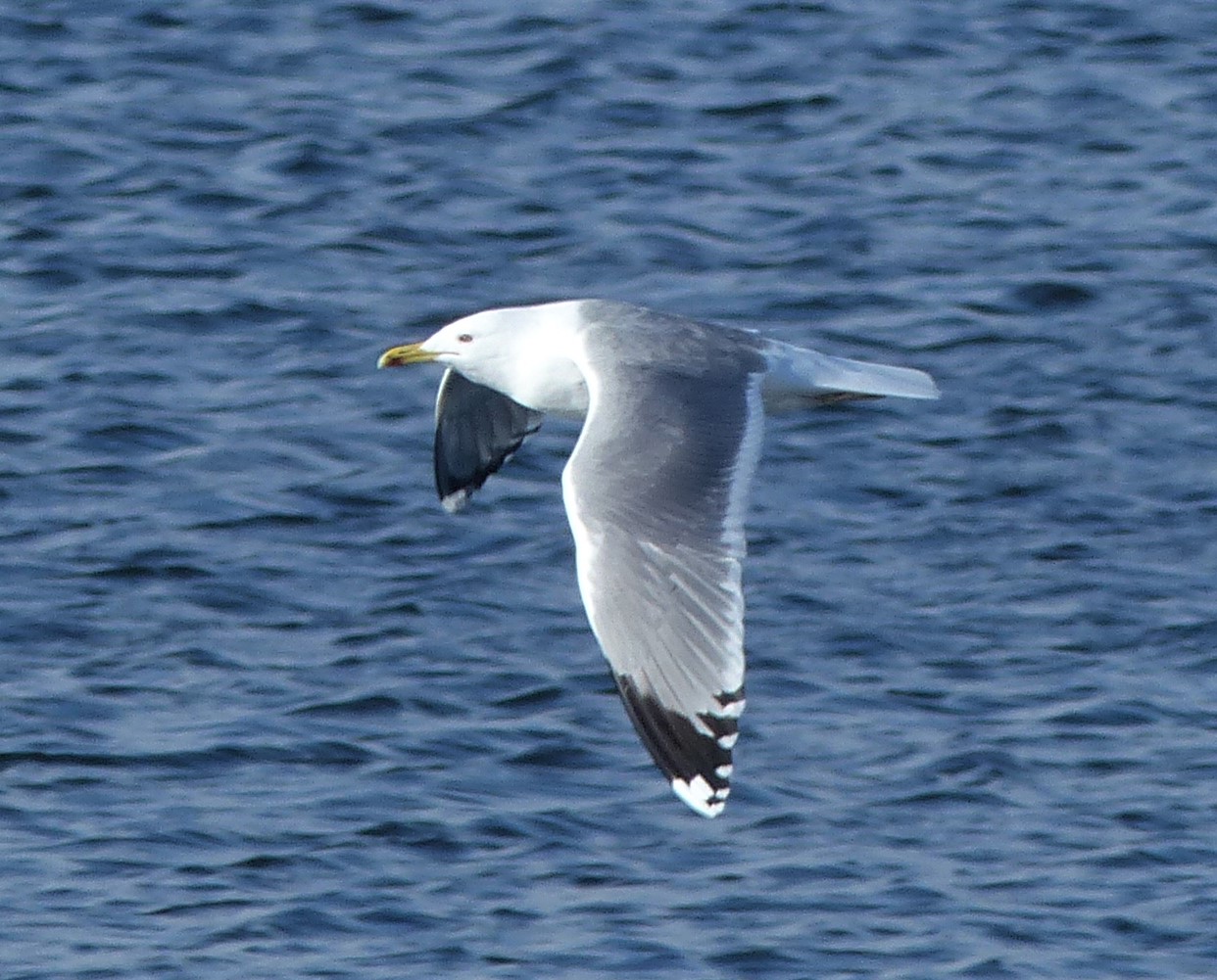 A Field Notebook: Caspian Gulls, Larnaca, Cyprus