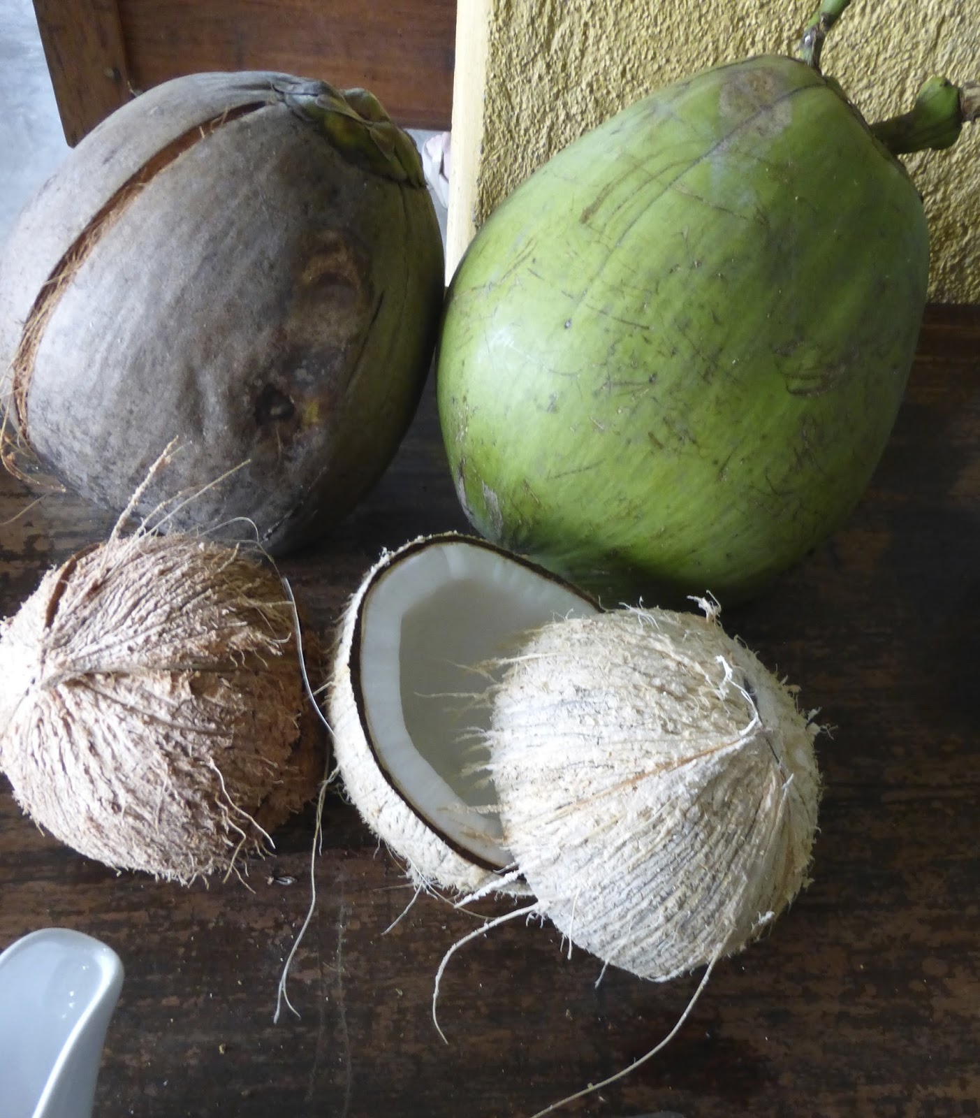 COCONUT 101: TREE OF LIFE