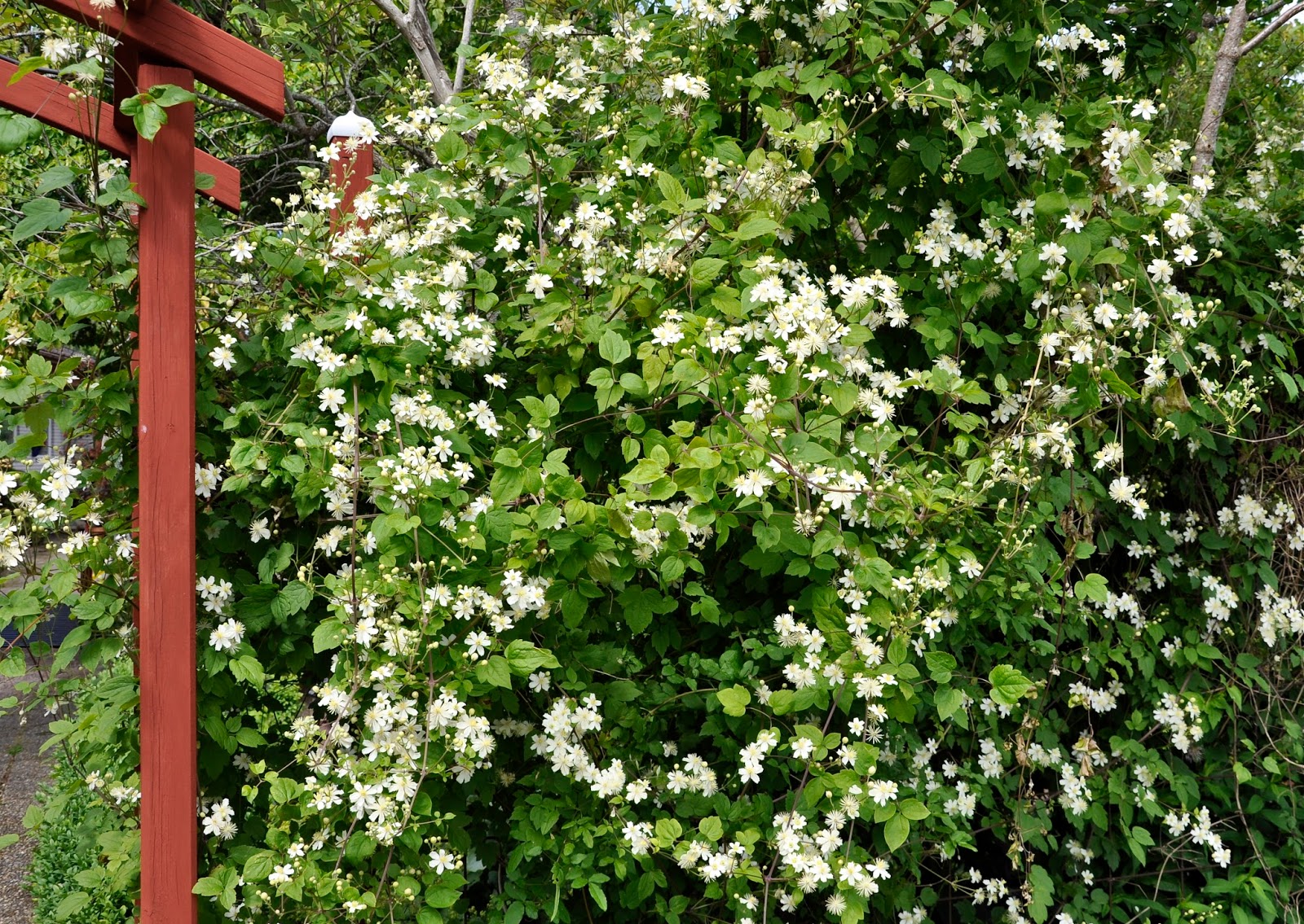 Alen Trädgård: Blommande rankor:)