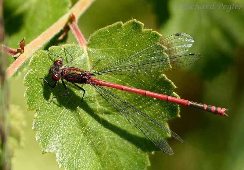 Pegler Birding: A Return to Chartley Moss - on Monday 2nd July, 2018