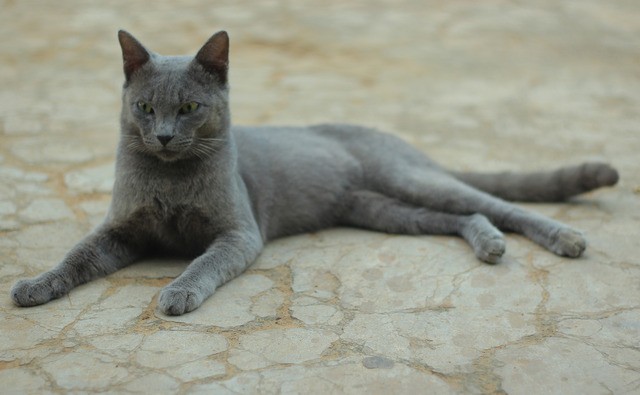 Mengenal Kucing Raas, Jenis Kucing Ras Asli Indonesia - Blog Kucing ... Mengenal Kucing Raas, Jenis Kucing Ras Asli Indonesia - Blog Kucing ...