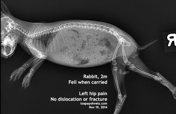 How does Judy lay down on her back when she goes to sleep? : r/zootopia