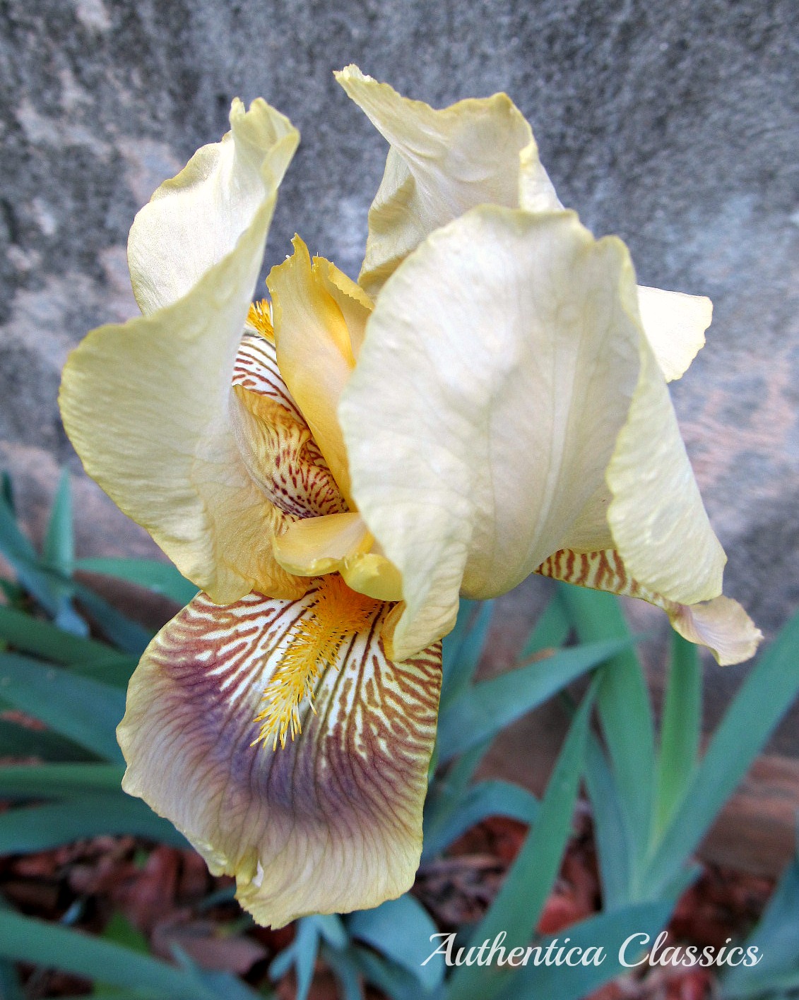Authentica Classics: Happy Easter ~ Iris Beauty!