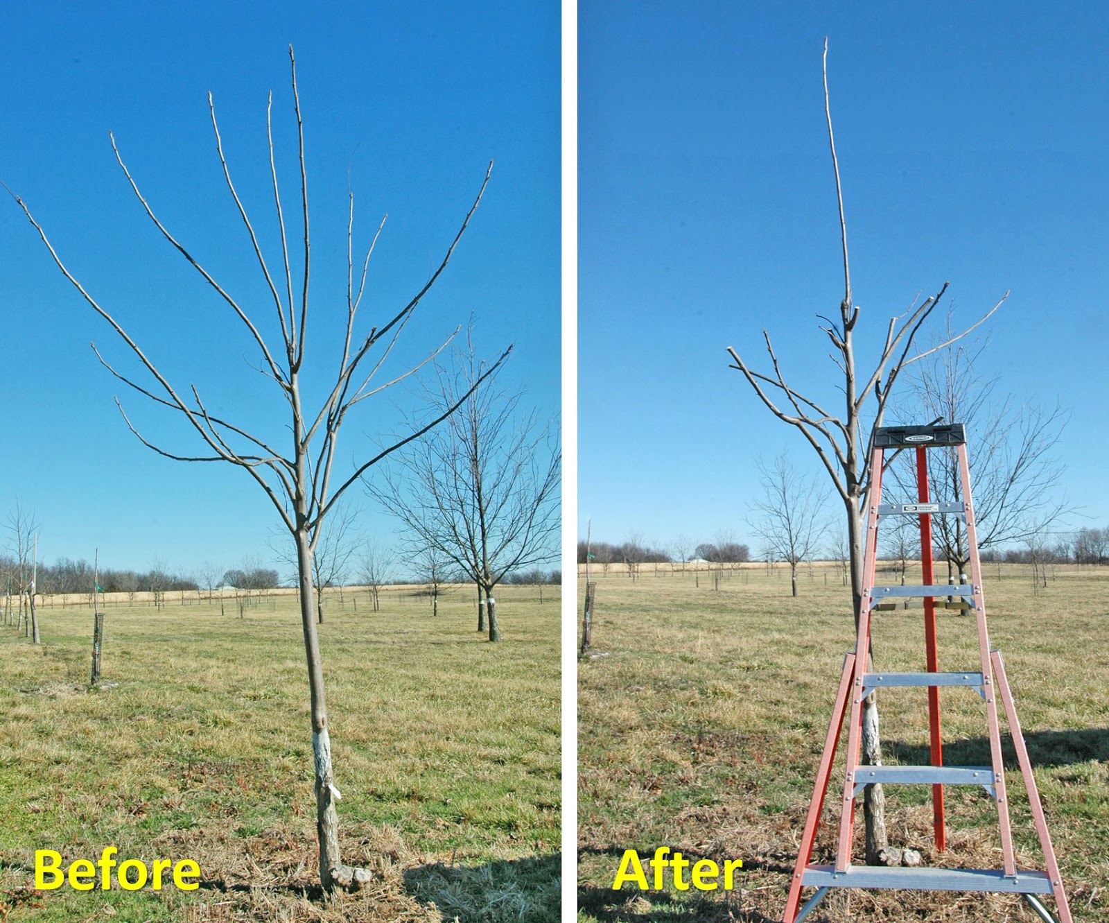 Northern Pecans: Cutting pecan scionwood