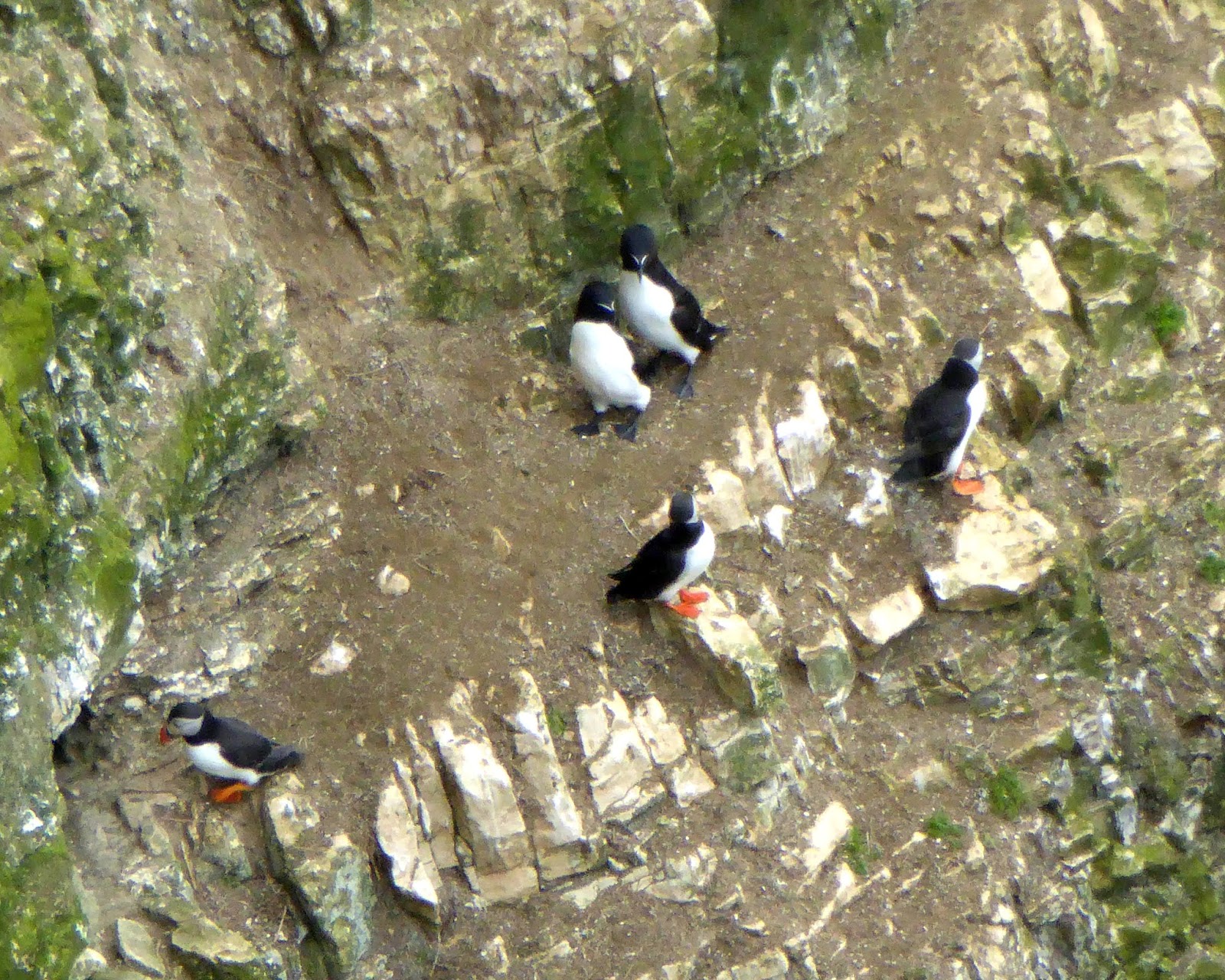 Wild and Wonderful: Puffins from RSPB Bempton Cliffs, Yorkshire