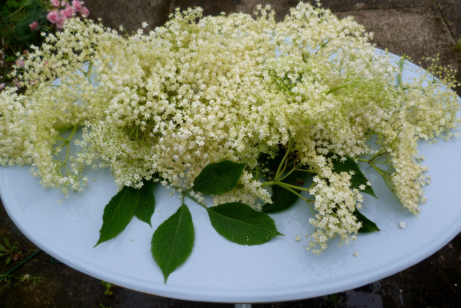 Elderflowers