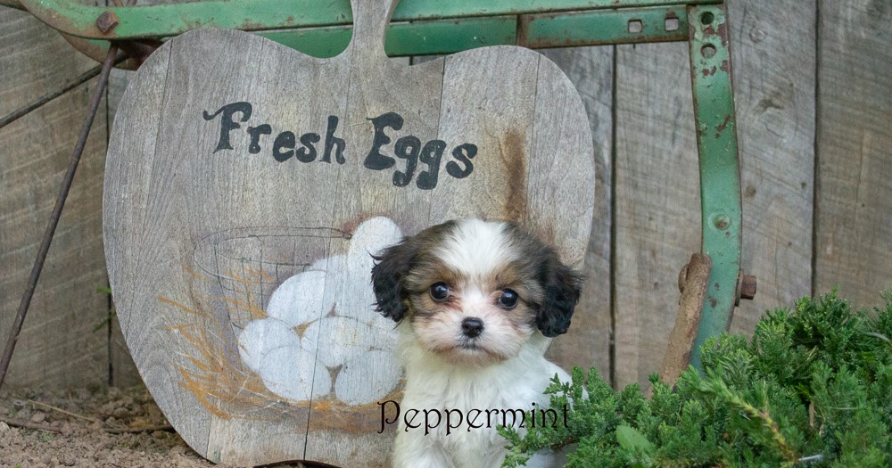 Southern Royalty Pet Designers: New pictures of the Cavaton puppies!