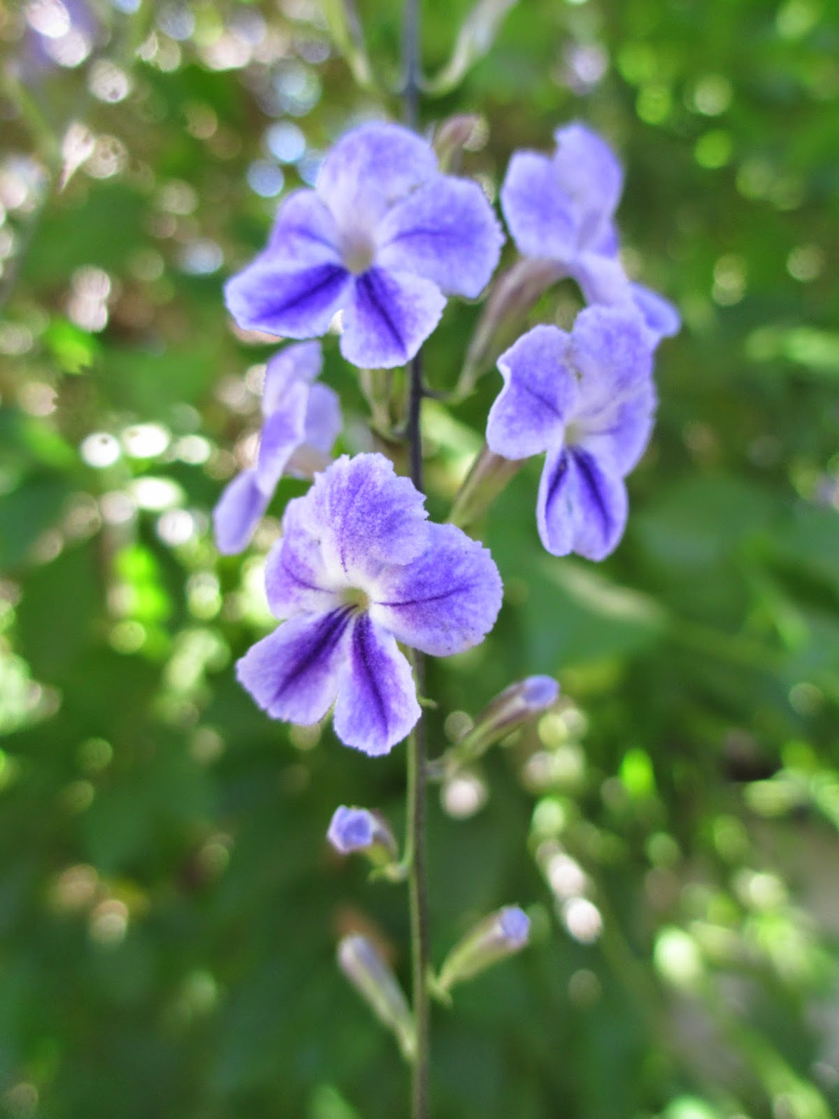 Andie's Way: Duranta erecta aka Sky Flower, Golden Dewdrop, and Pigeon ...