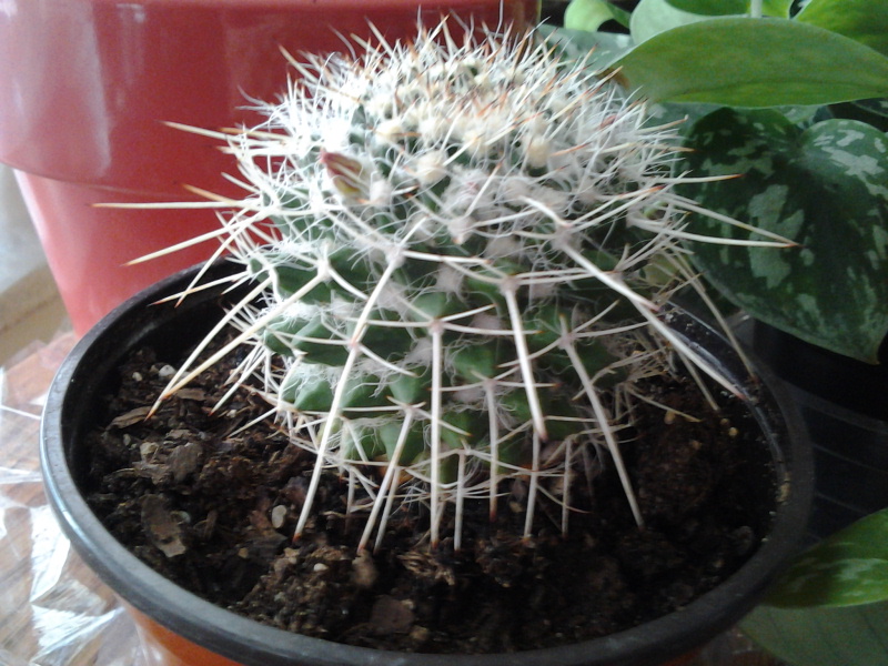 Desert Raven: Silver Arrows Cactus-Mammillaria Nejapensis
