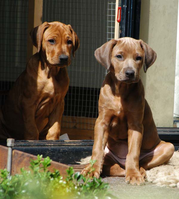 Rhodesian Ridgeback en España: BLUE DILUTE GEN AZUL EN EL RHODESIAN ...