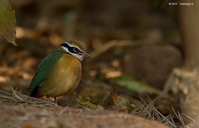 Every journey begins with a single step...: 2013