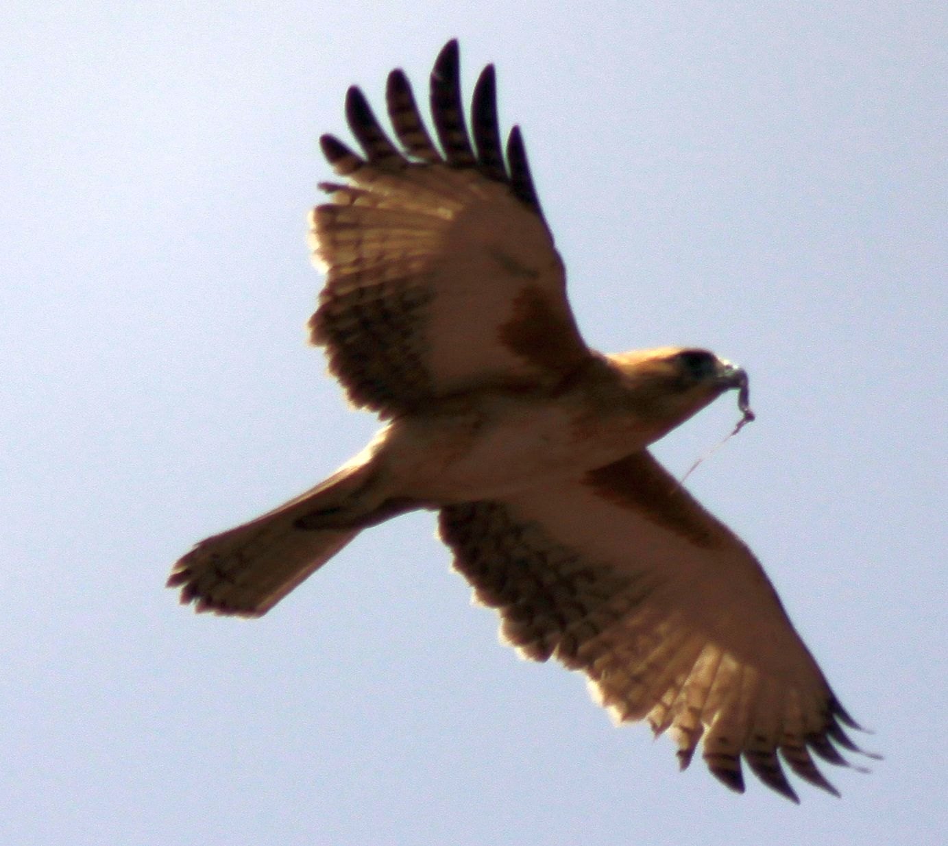 Richard Waring's Birds of Australia: Little Eagle