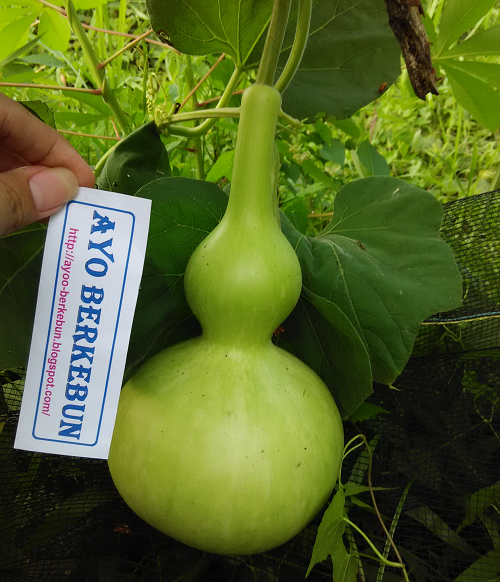 Pohon labu botol / bottle gourd - Ayo-Berkebun