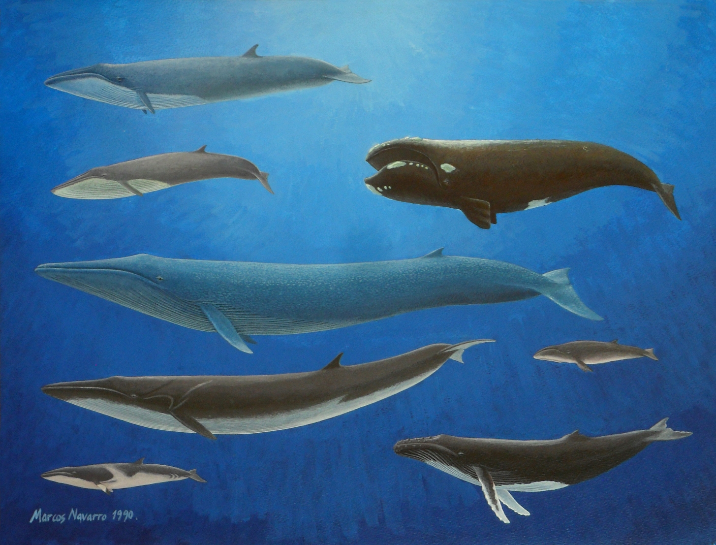 Dibujos y monos: Ballenas