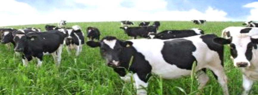 SAPI PERAH FH: Paket Investasi Sapi Perah