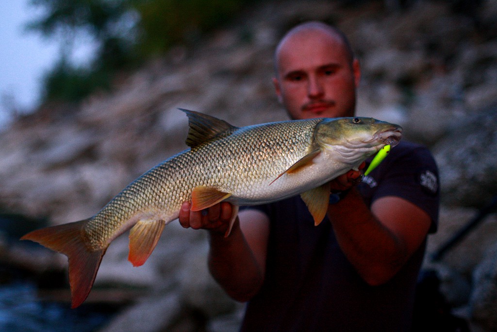 Fishing In Croatia (and in the neighbourhood): Big barbel spin fishing ...